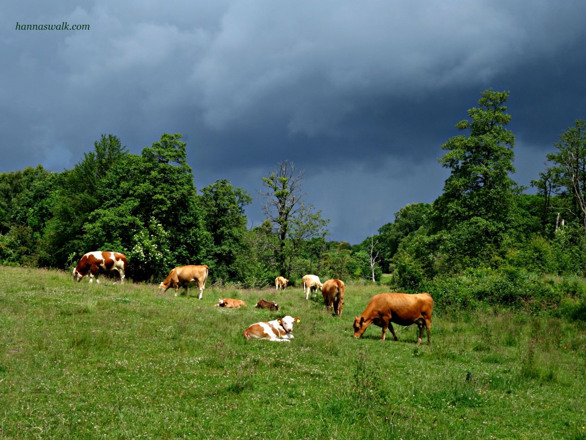 Thunder and Cows | HANNA'S WALK