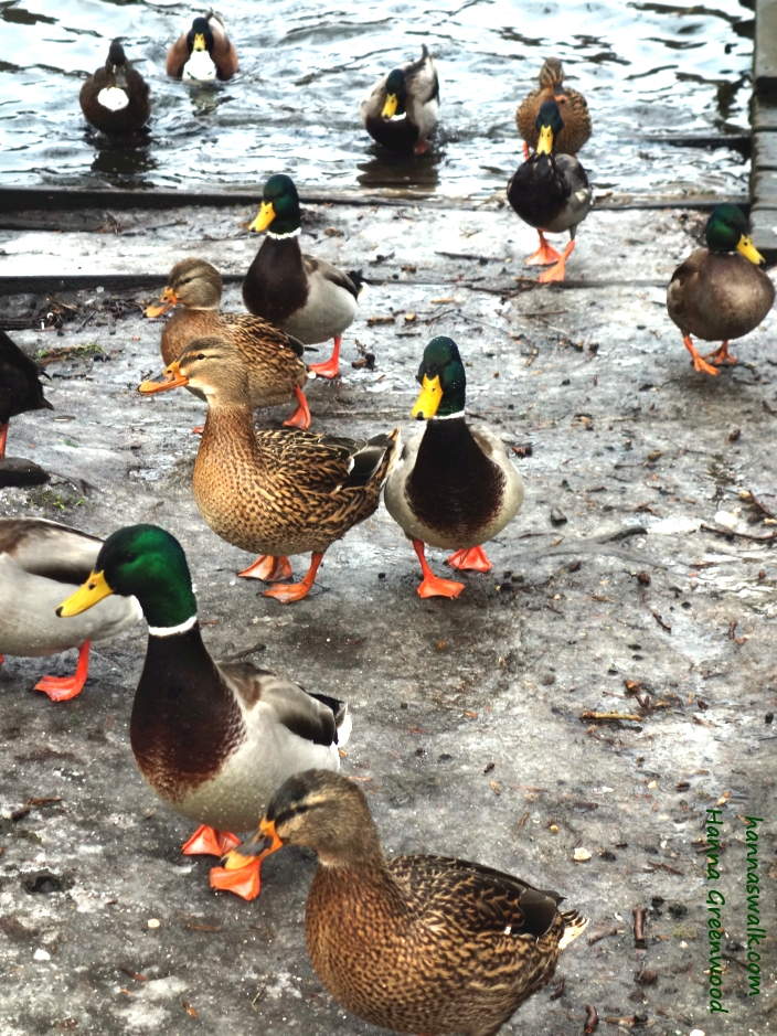 Duck Invasion | HANNA'S WALK