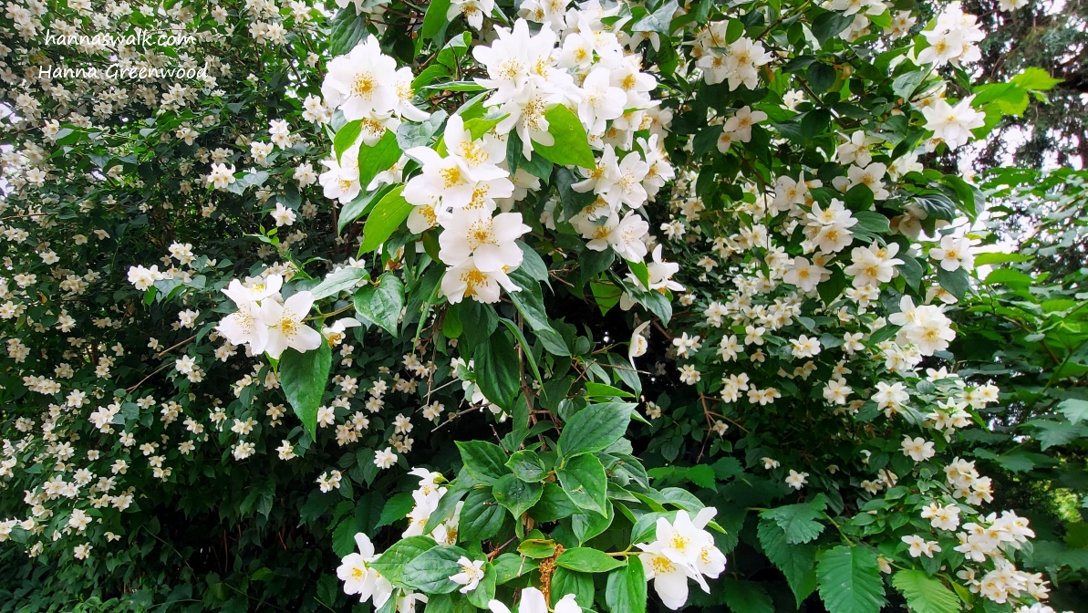 The Joy of July | HANNA'S WALK