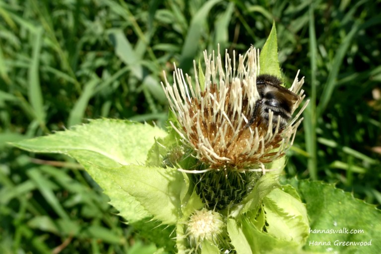 HANNA'S WALK | Walks Stories and Nature